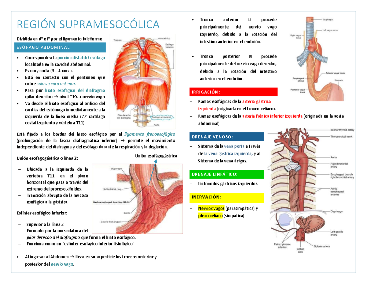 Región Supramesocólica 2021 - Anatomía Humana I - USS - Studocu
