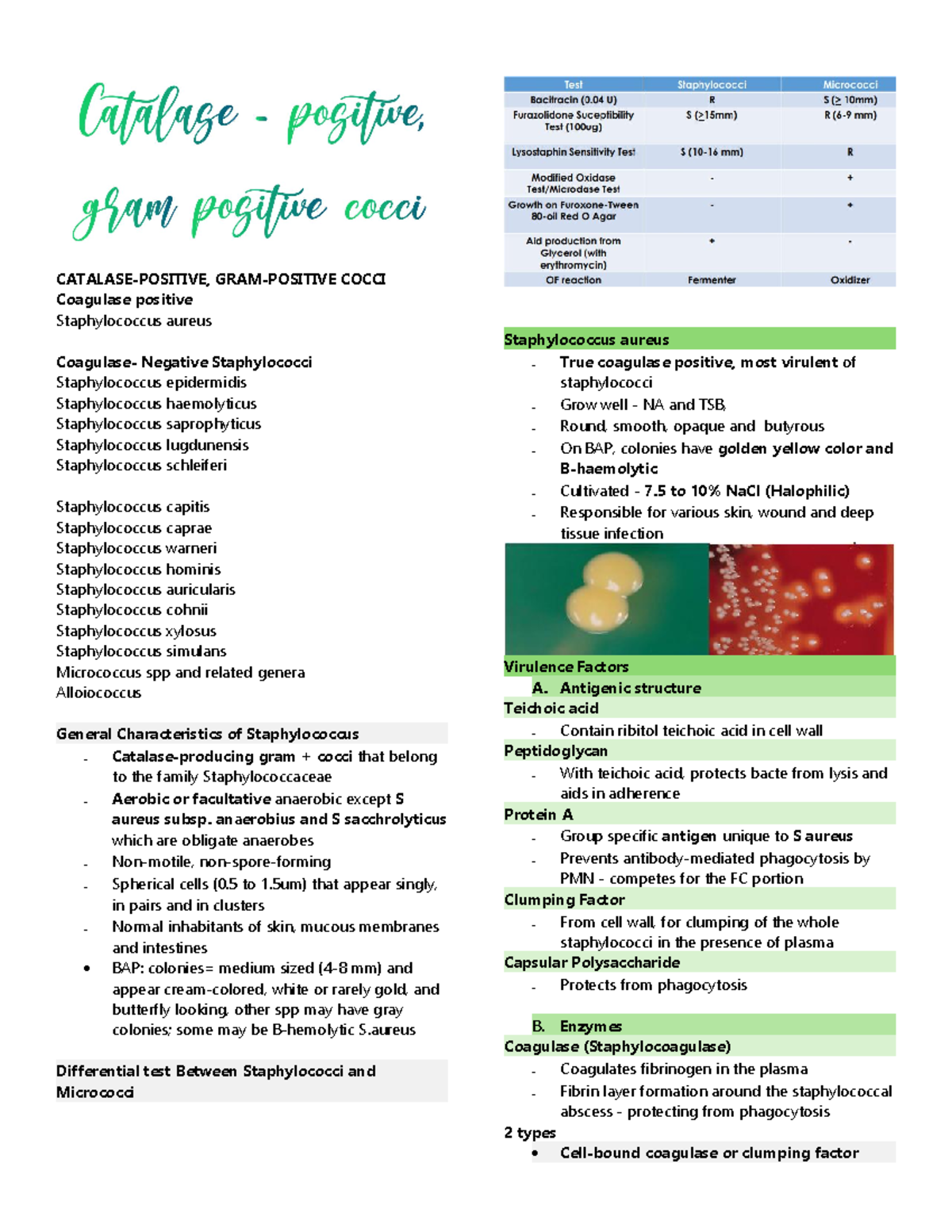 Midterms bacte - CATALASE-POSITIVE, GRAM-POSITIVE COCCI Coagulase ...
