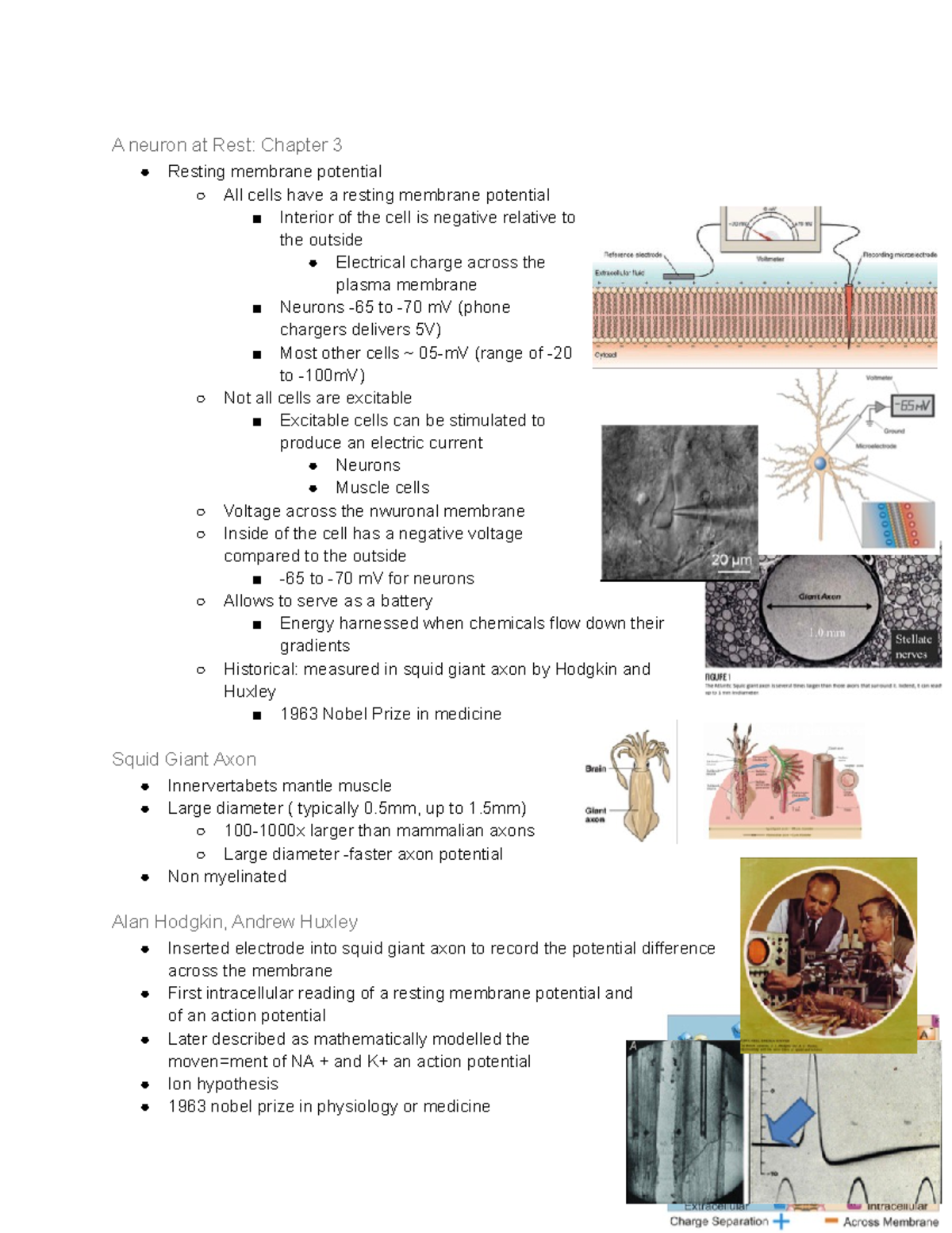 BIO 302 Lecture 4 - Fall 2022 - A neuron at Rest: Chapter 3 Resting ...