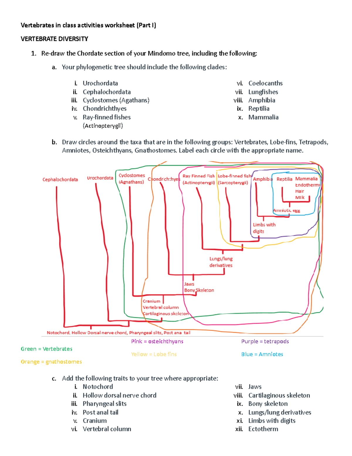 34 Vertebrates Worksheet 1 Key - Vertebrates in class activities ...