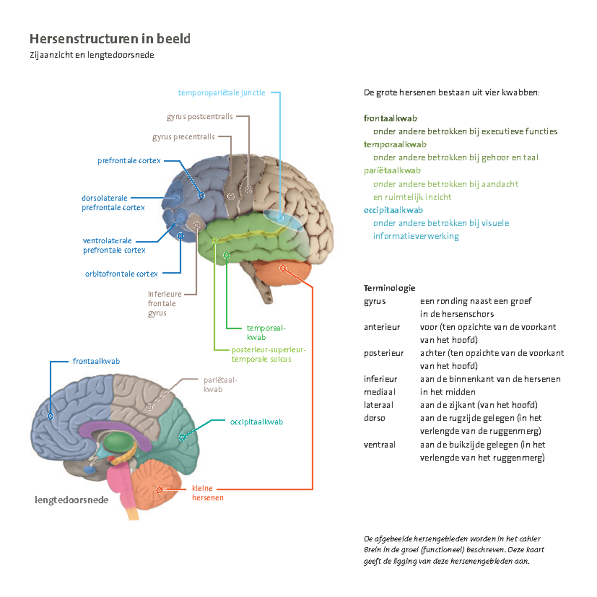 Hersenstructuur - Overzicht van de structuur van het brein in een menselijke lichaam/hoofd ...