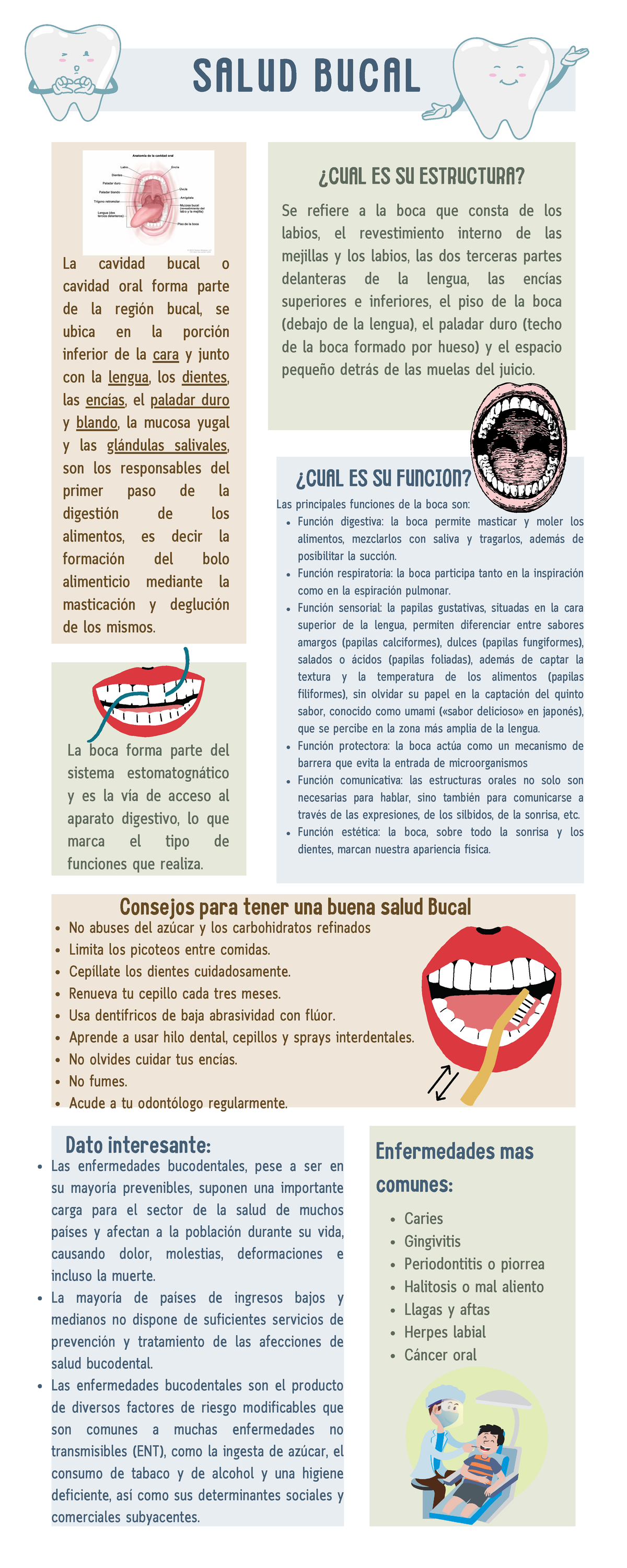 Salud bucal - hola - SALUD BUCAL ¿CUAL ES SU ESTRUCTURA? Se refiere a ...