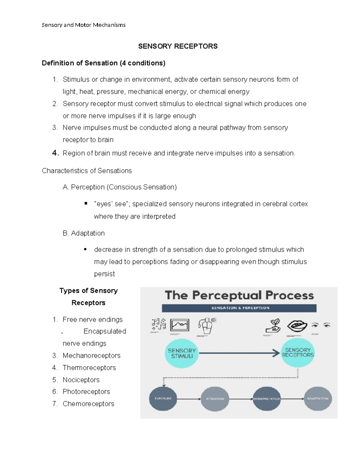 Sensory Receptors - Additional notes - SENSORY RECEPTORS Definition of ...