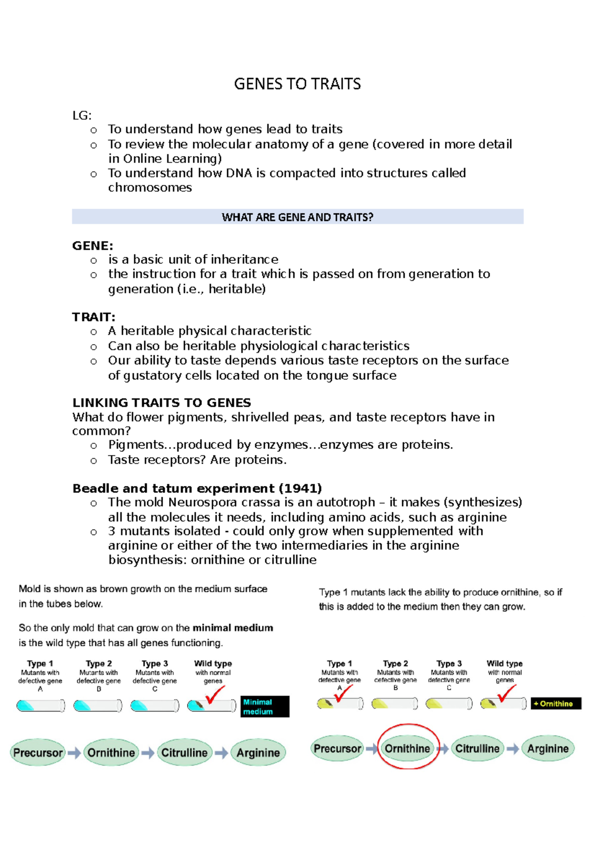 LEC 5- Genes TO Traits - lec notes - GENES TO TRAITS LG: o To ...