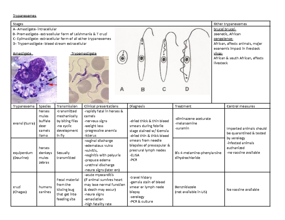 Parasitology Study Guide - Trypanosomes Stages Other trypanosomes A ...