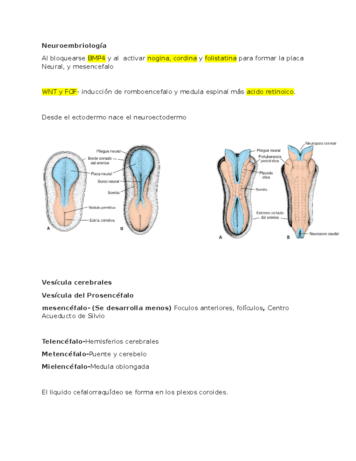 Neuroembriología e histo - Neuroembriología Al bloquearse BMP4 y al ...