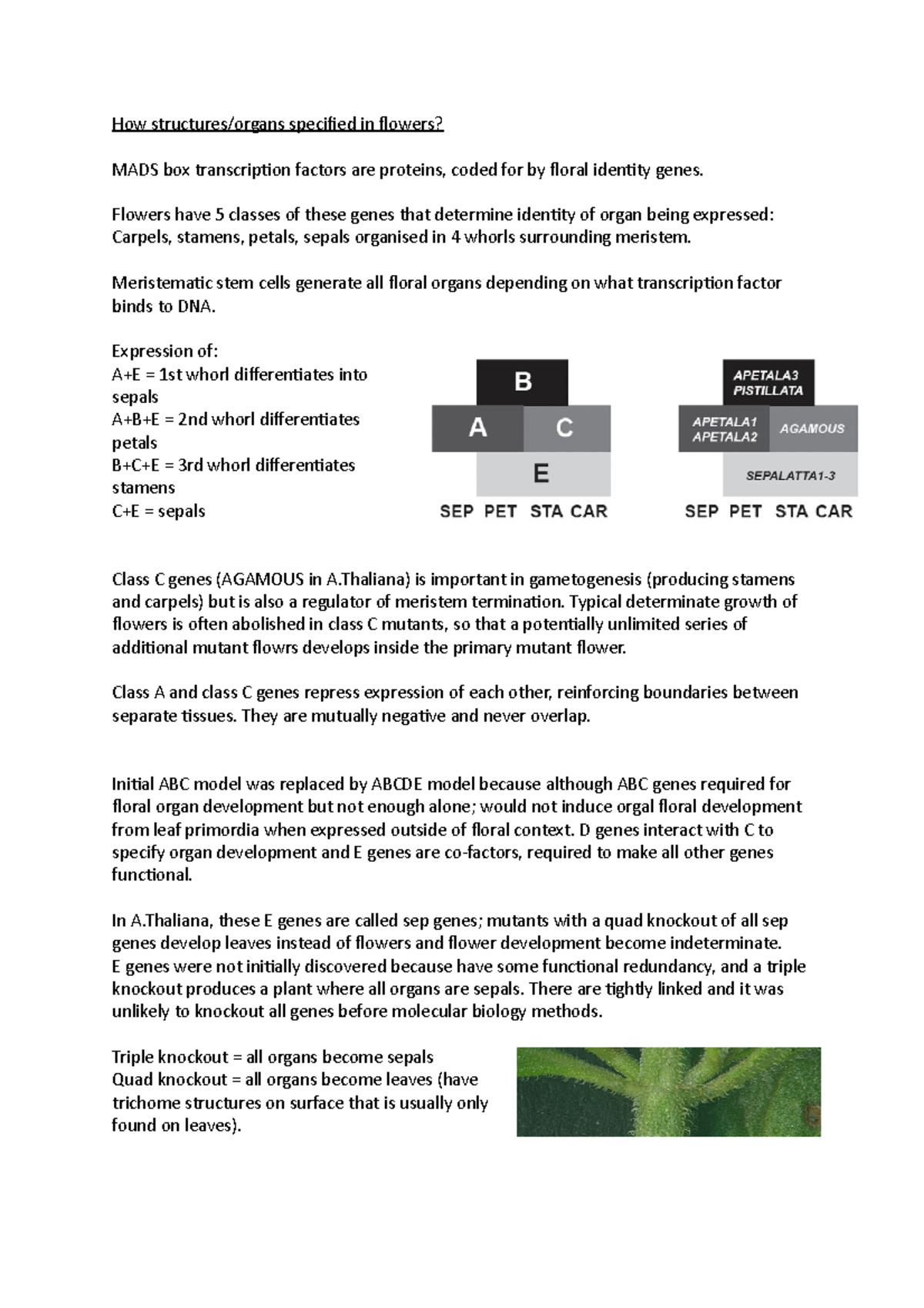 ABC Model - How structures/organs specified in flowers? MADS box ...