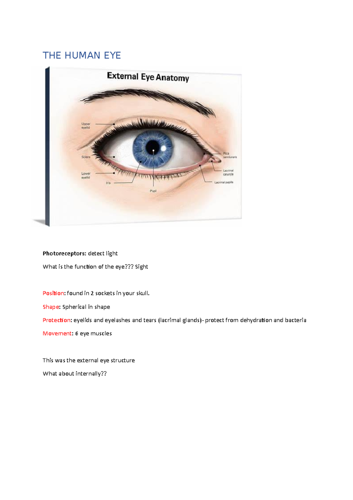 THE Human EYE - THE HUMAN EYE Photoreceptors: detect light What is the ...
