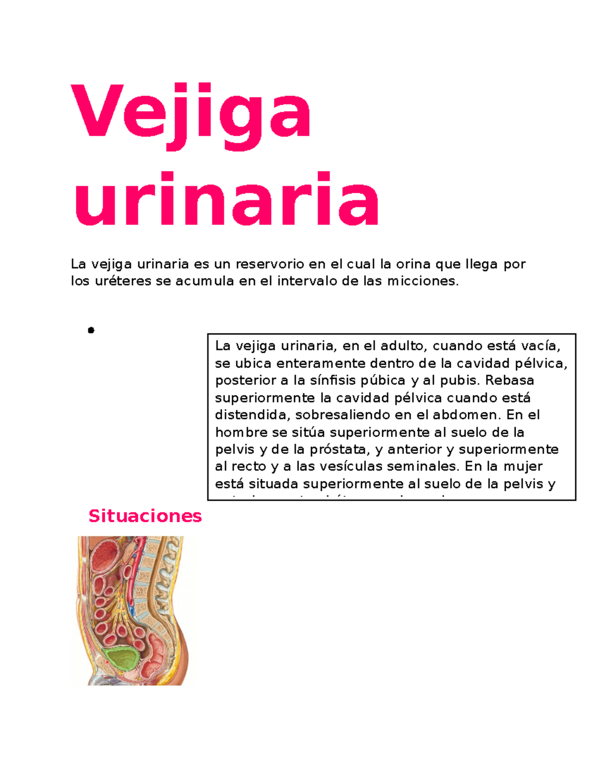 Vejiga expo - Vejiga urinaria La vejiga urinaria es un reservorio en el ...