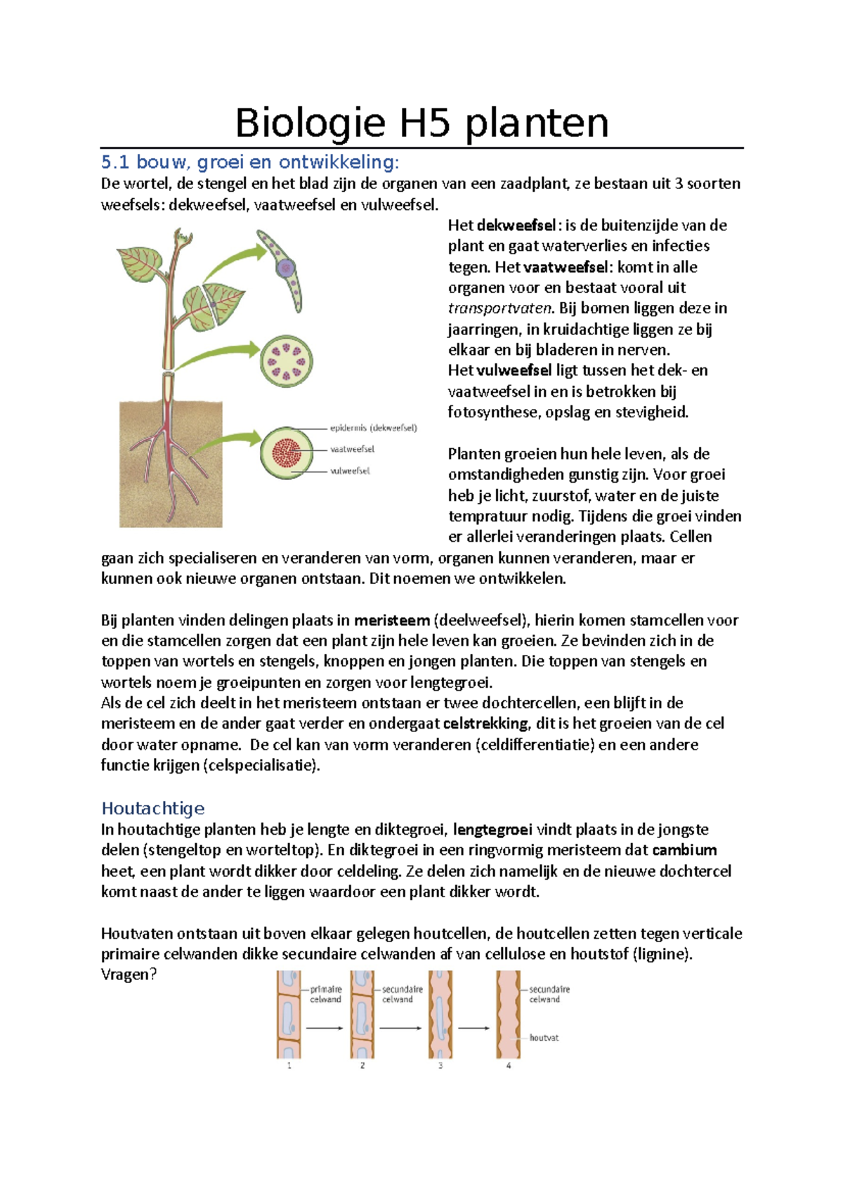 Biologie H5 planten - Het dekweefsel: is de buitenzijde van de plant en ...