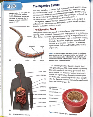3.3 Digestive System Textbook - Studocu