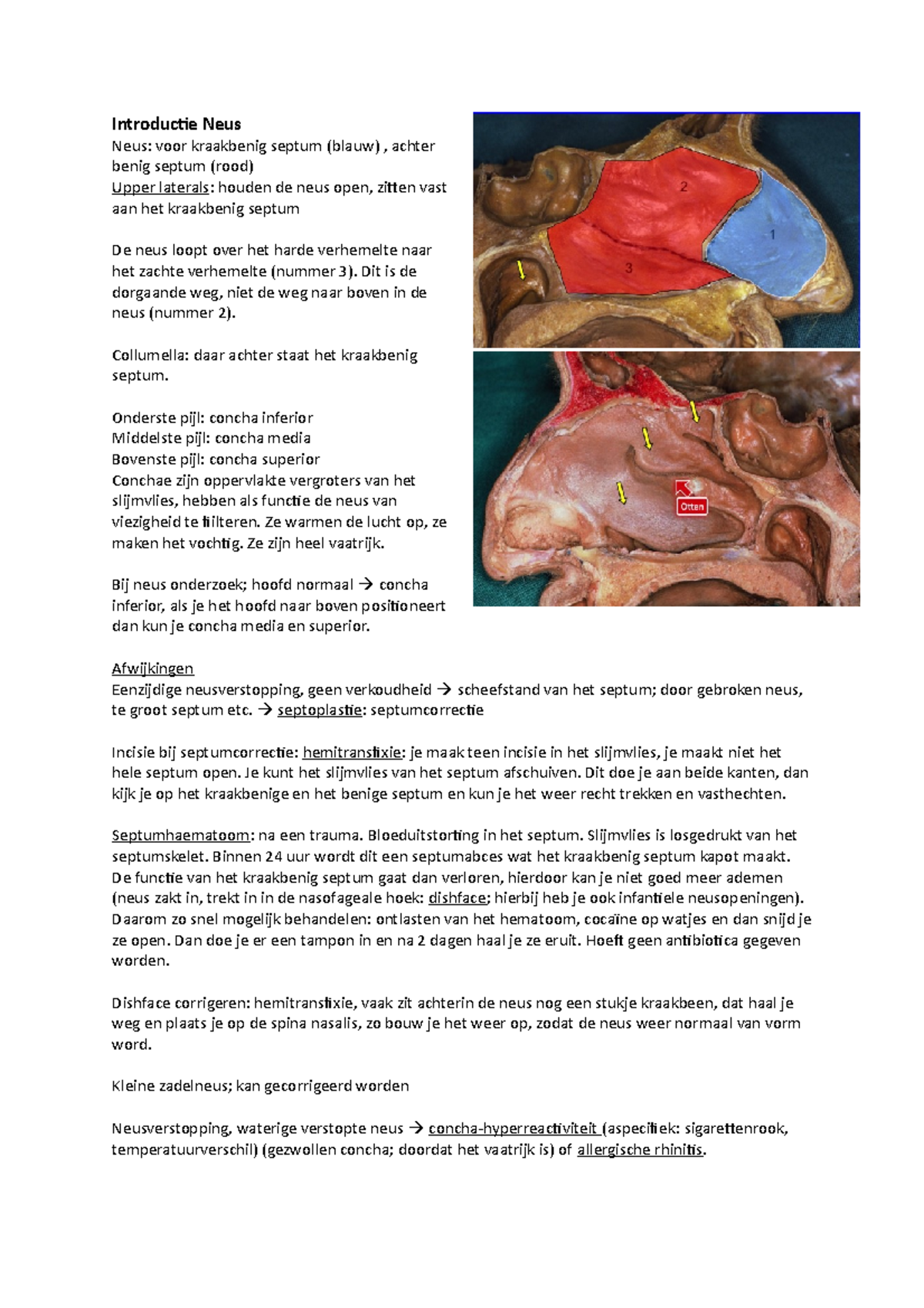 Aantekeningen KNO Neus - Introducie Neus Neus: voor kraakbenig septum ...