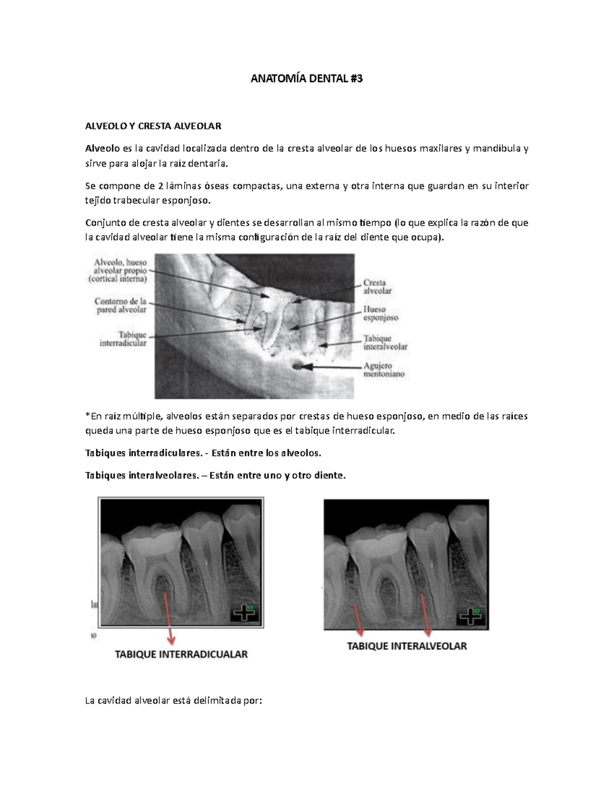 Anatomía Dental - ANATOMÍA DENTAL ALVEOLO Y CRESTA ALVEOLAR Alveolo es ...