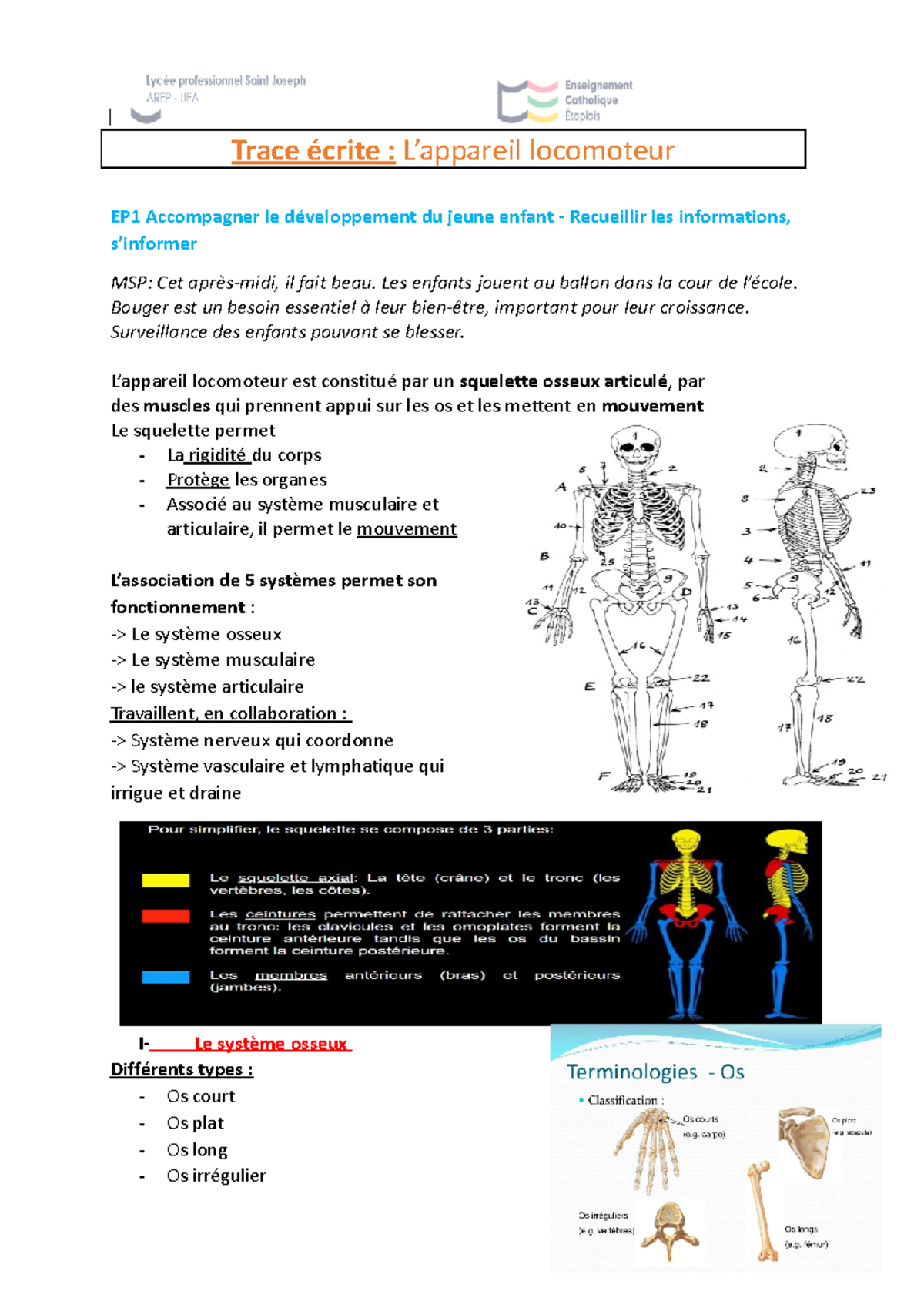 Trace écrite appareil locomoteur - Trace écrite : L’appareil locomoteur ...