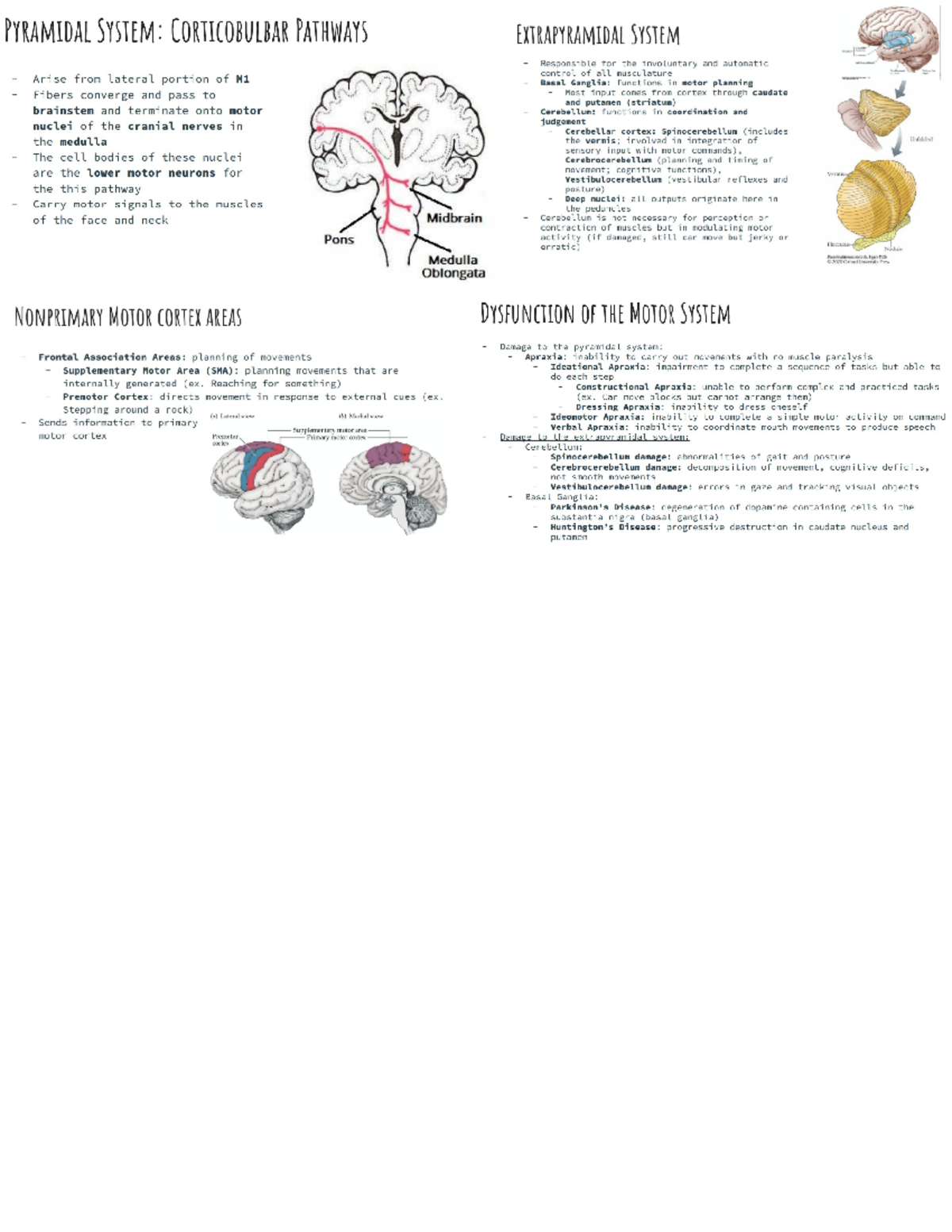 Muscles diagram- notes - AS.200.141. - Studocu