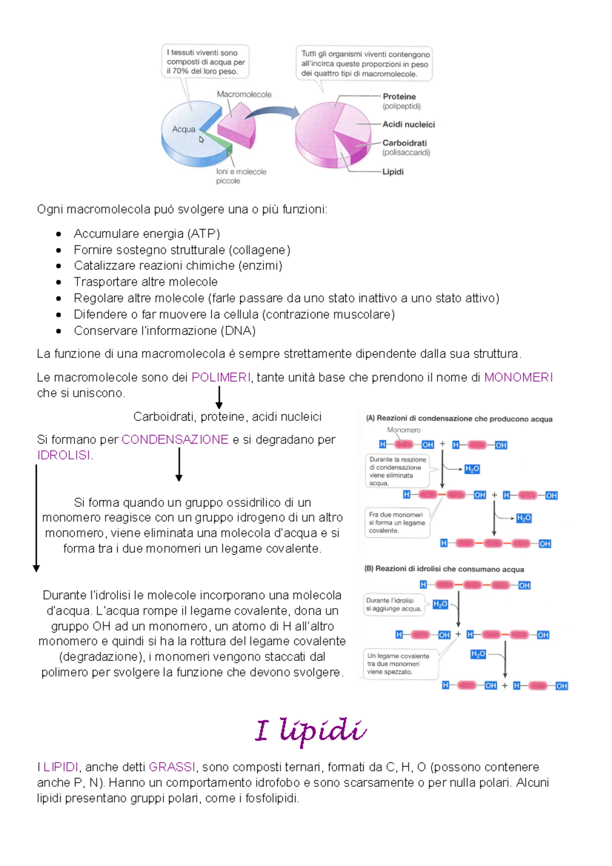 Biologia - lipidi, glucidi, proteine, acidi nucleici, cellule procariote, cellule eucariote ...