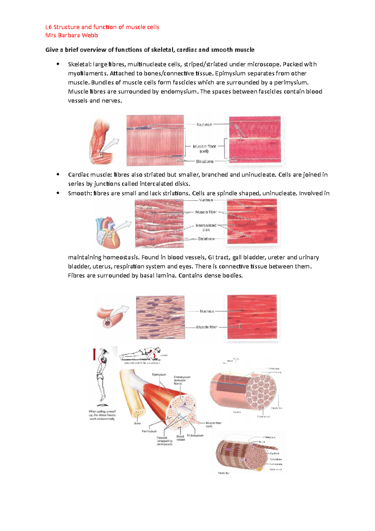 6 Structure and function of muscle - Mrs Barbara Webb Give a brief ...