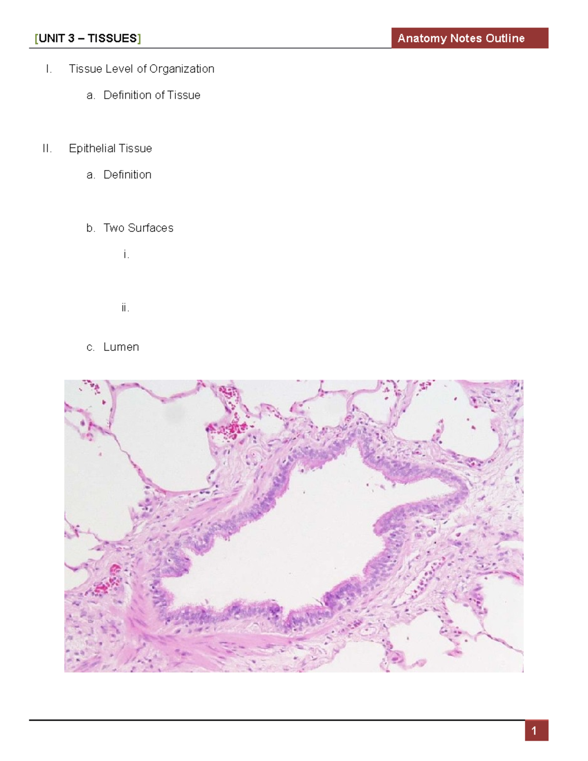 Tissues Notes Outline - A&P 1 study guide - I. Tissue Level of ...
