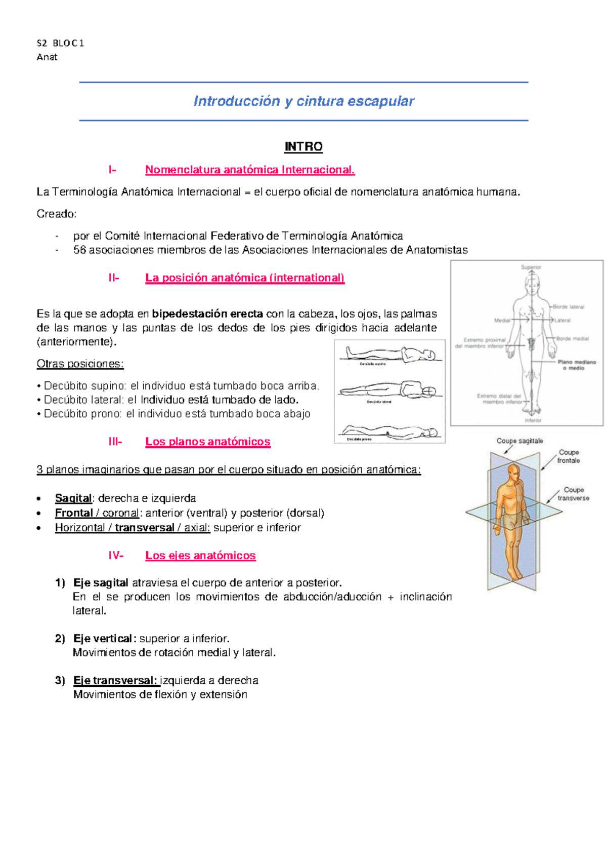 1 cours tapé = Introducción y cintura escapular PDF - Anat Introducción ...