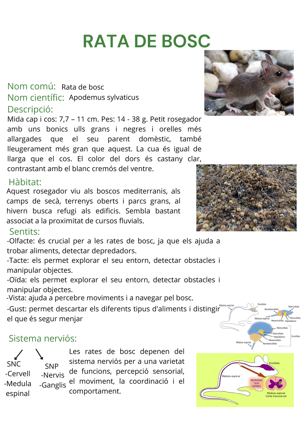 Rata de bosc - ajuda molt - RATA DE BOSC Nom comú: Rata de bosc Nom ...