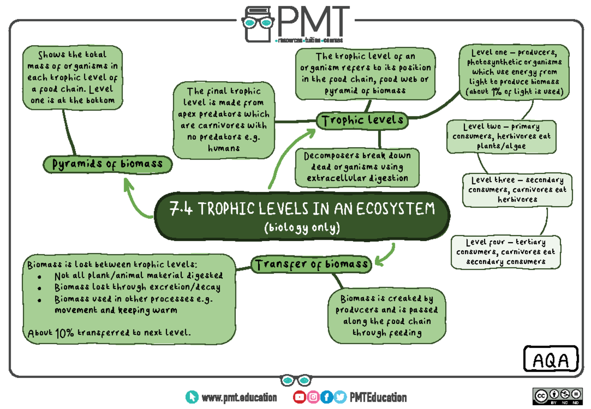 Mind Map 7 - mind map - 7 TROPHIC LEVELS IN AN ECOSYSTEM Trophic levels ...