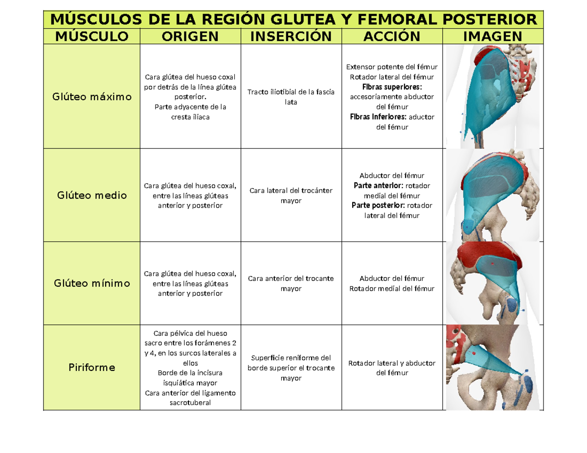 Músculos de la Región Glutea Y Femoral Posterior - MÚSCULOS DE LA ...