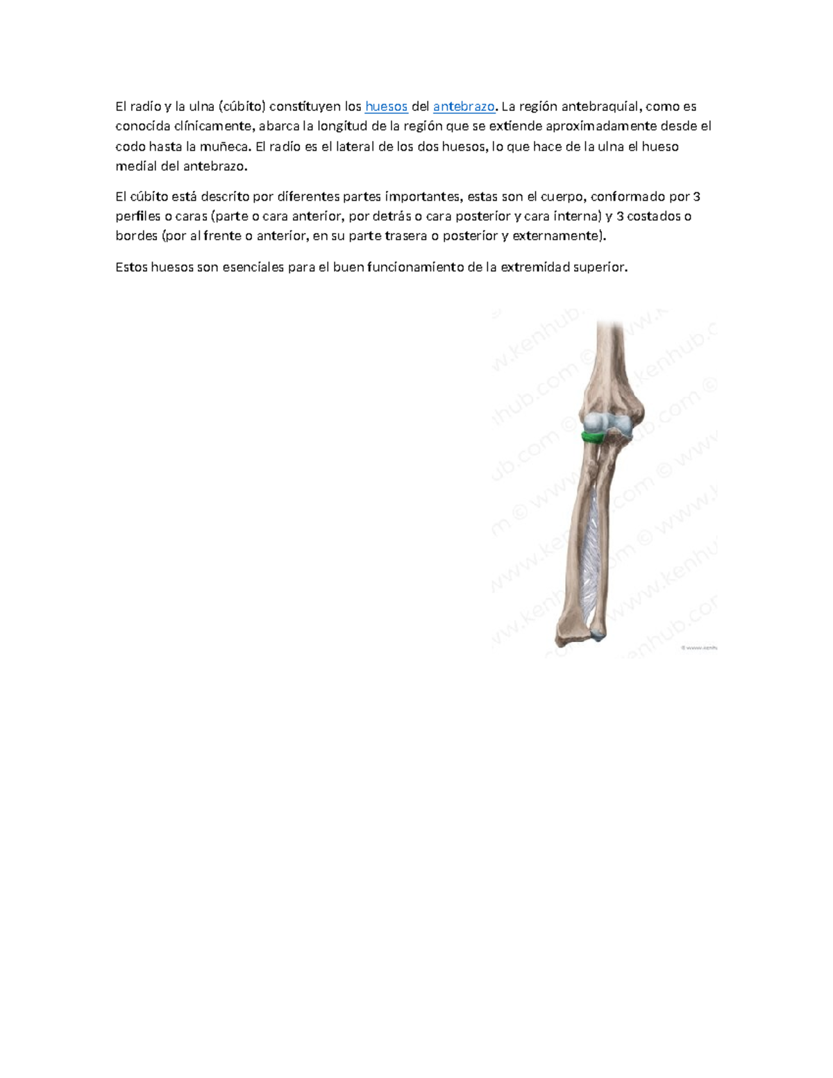 Cúbito, anatomia - BRAZO - El radio y la ulna (cúbito) constituyen los ...