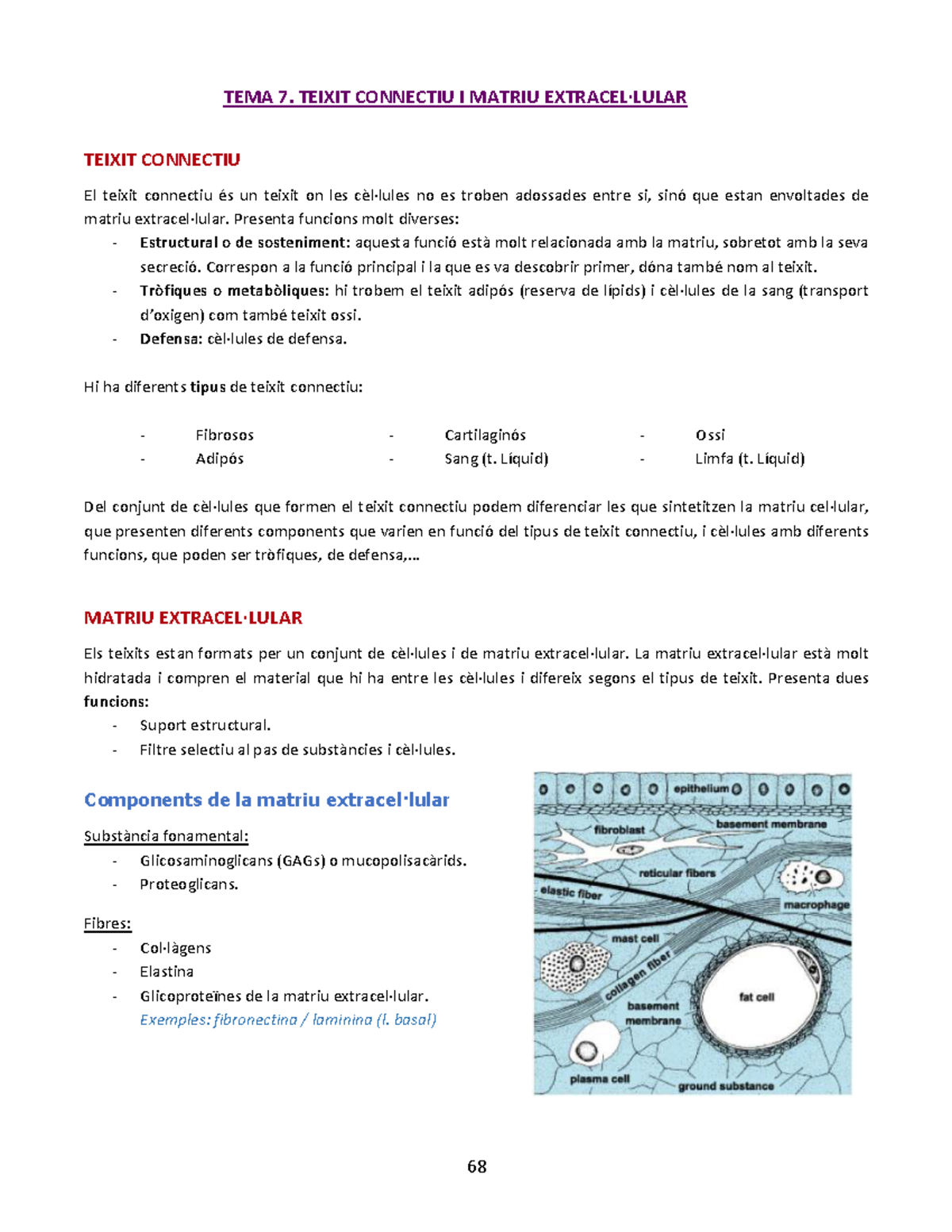 Vegetal merged - TEMA 7. TEIXIT CONNECTIU I MATRIU EXTRACEL·LULAR ...
