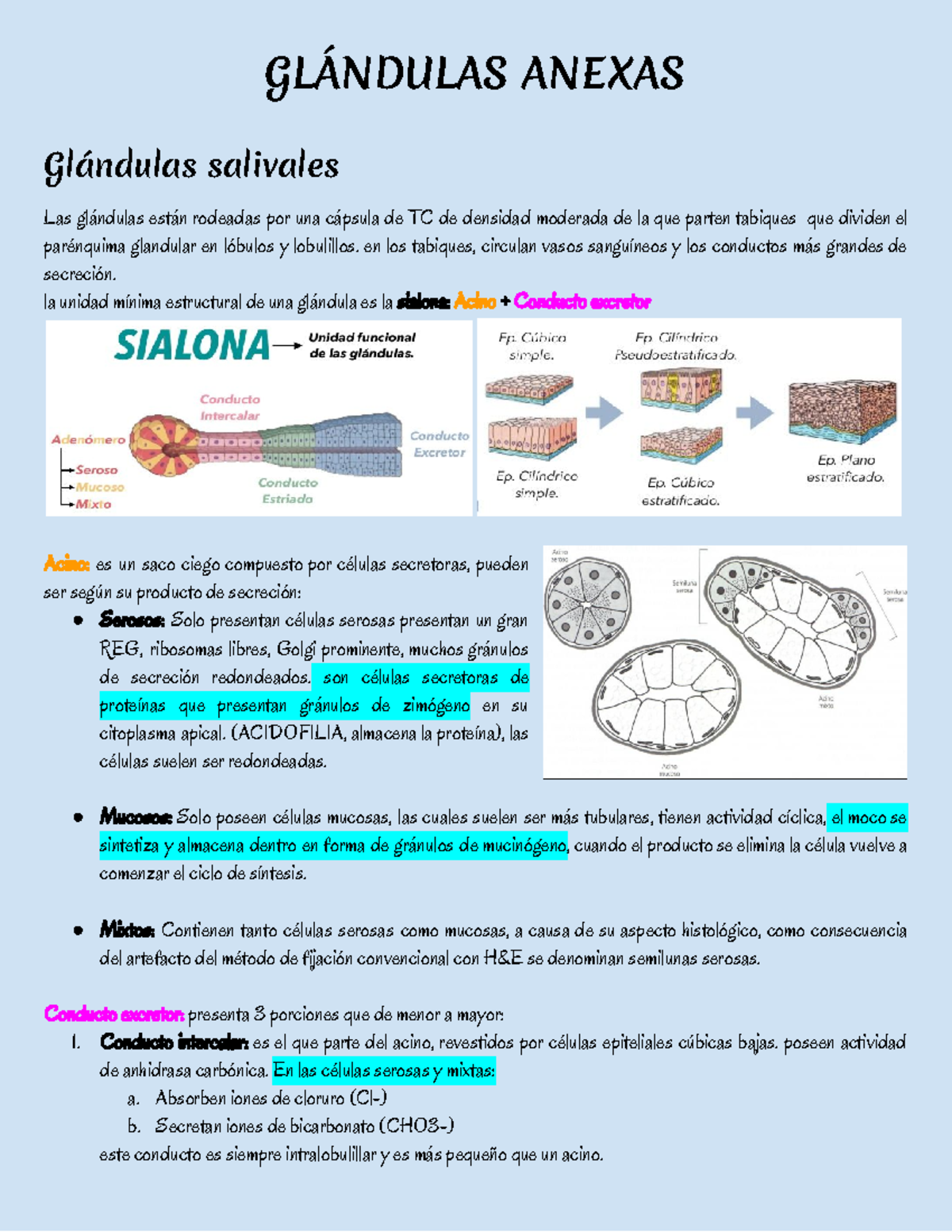 Glandulas anexas del Sistema digestivo - GLÁNDULAS ANEXAS Glándulas ...