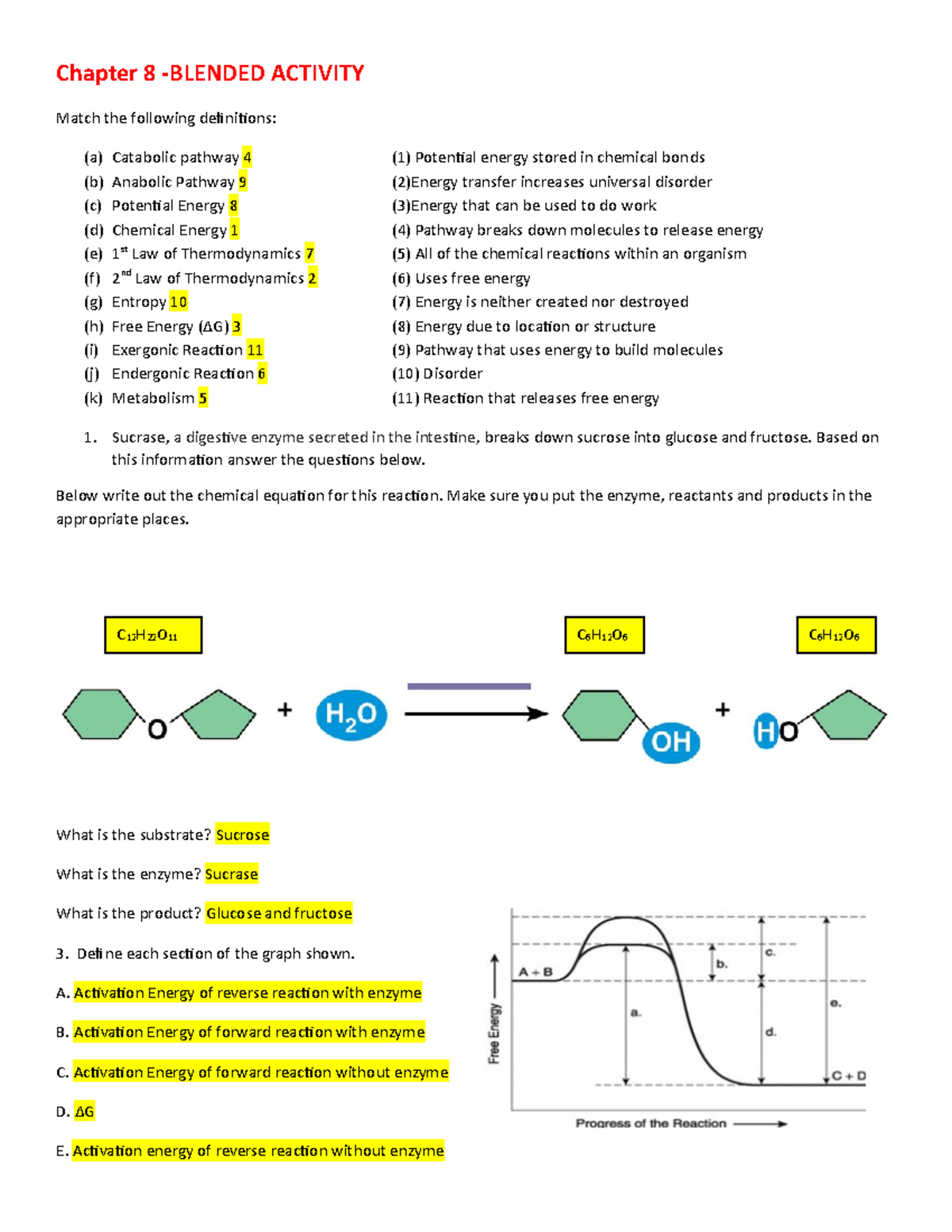 Chapter 8 ACTIVITY Match Definitions Enzymes and Reactions - Studocu