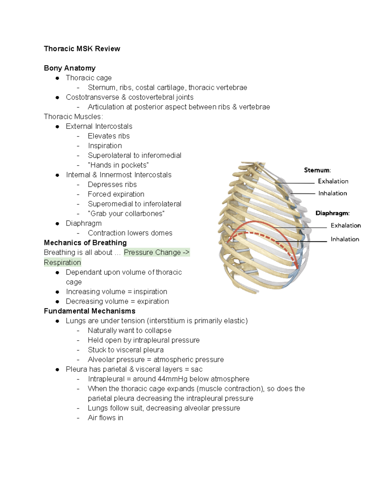 Breathing and Gas Exchange - Thoracic MSK Review Bony Anatomy Thoracic ...
