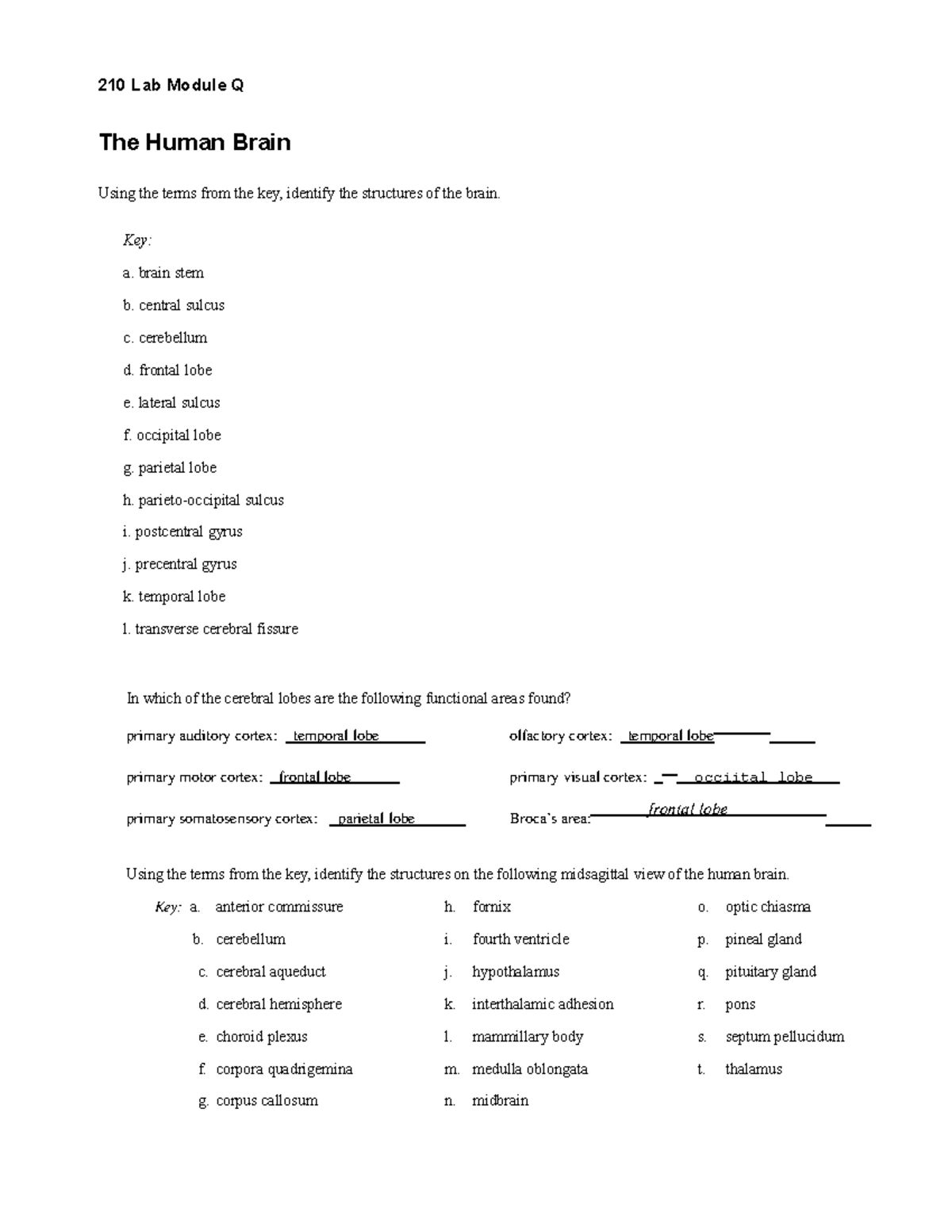 14 BIO 210 Lab 23 Exercise - 210 Lab Module Q The Human Brain Using the ...
