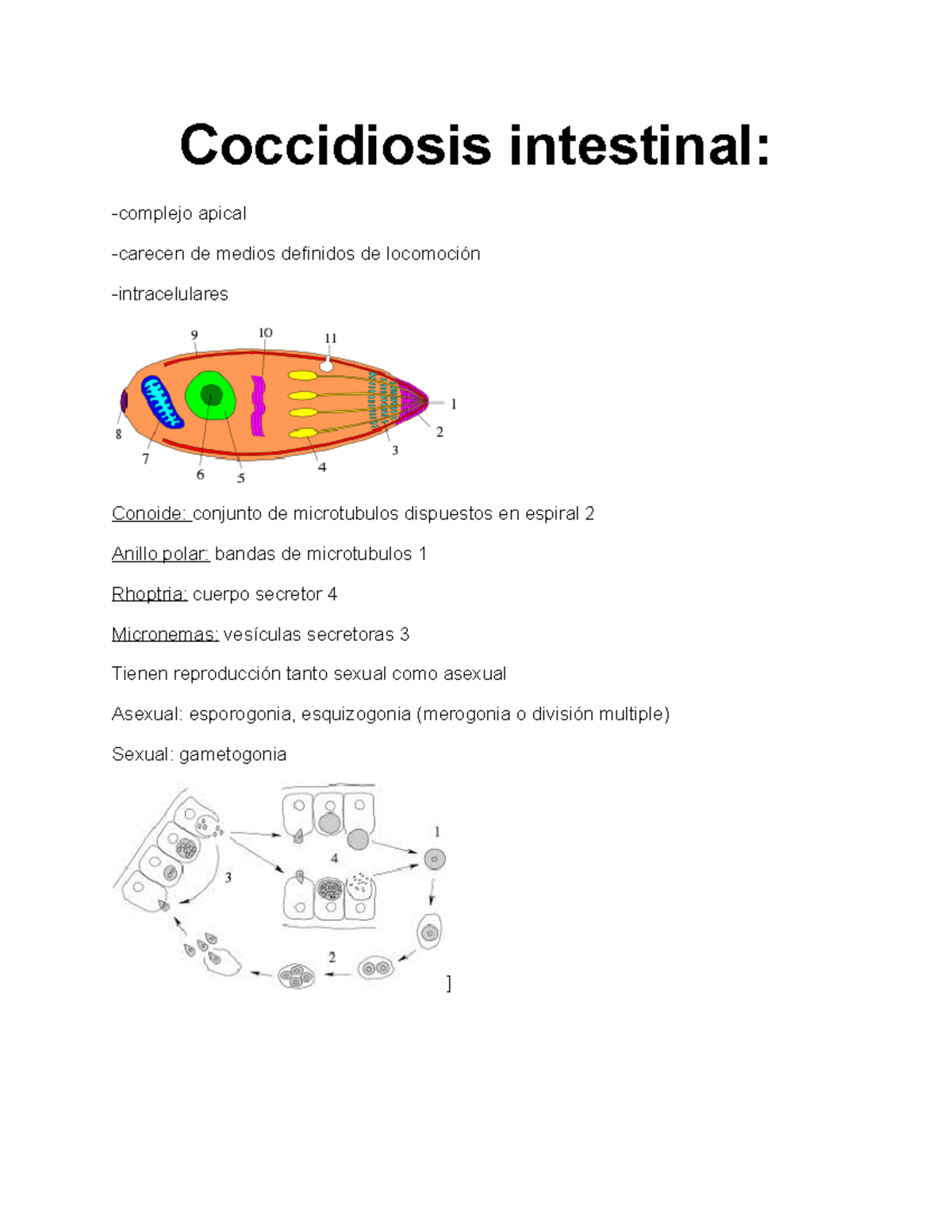 Coccidiosis intestinal Cystoisospora belli - Coccidiosis intestinal ...
