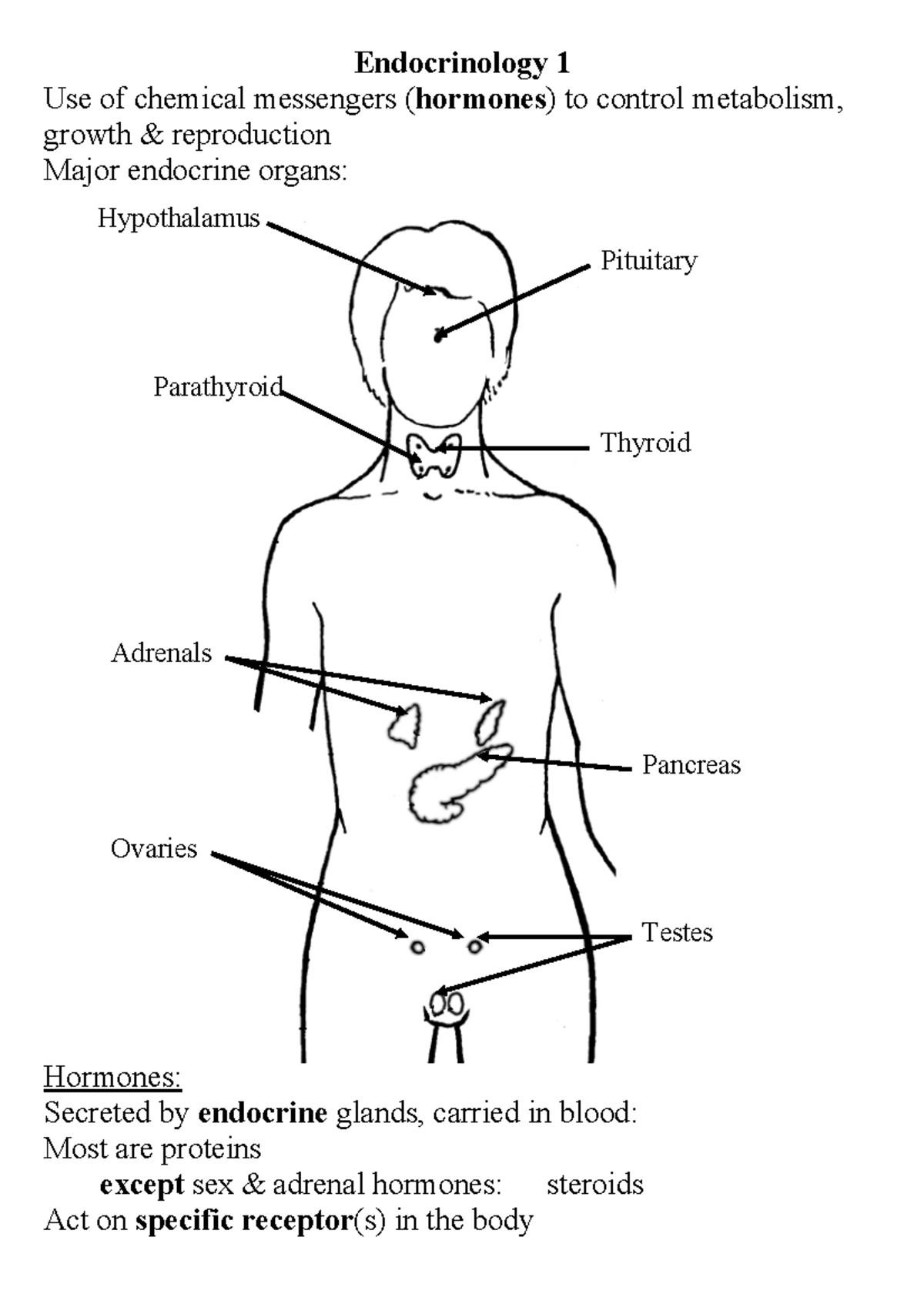 What Is The Chemical Messenger Used By The Endocrine System at Jerry ...