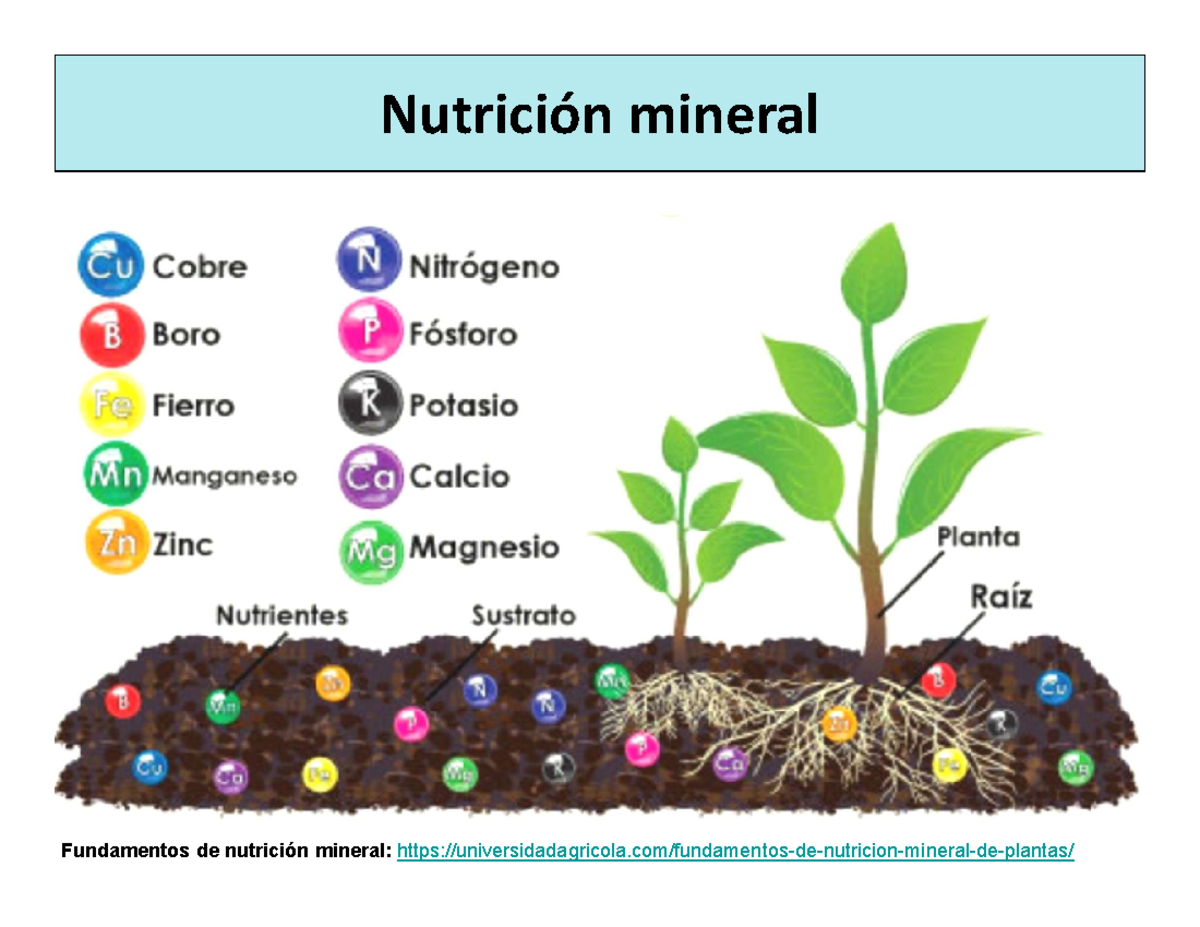 Tema Nutricion mineral - Nutrición mineral Fundamentos de nutrición ...