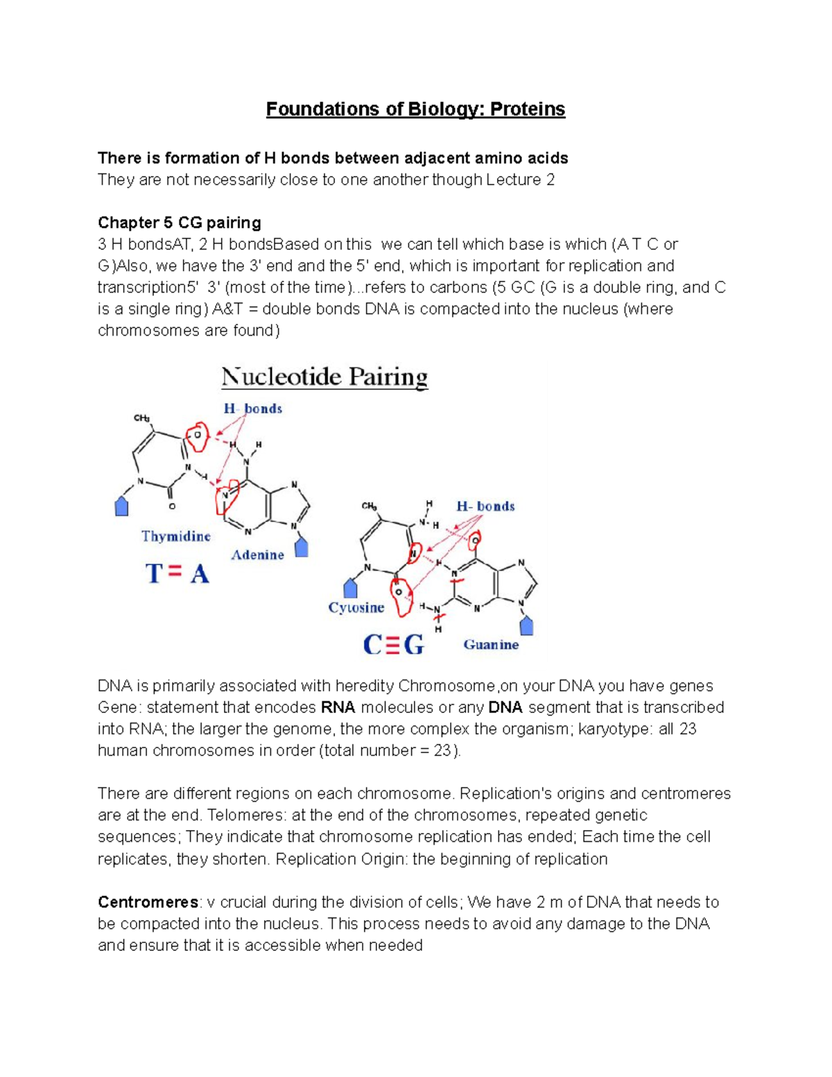 Foundations of Biology Proteins - Foundations of Biology: Proteins ...