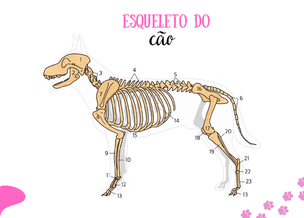 Apostila osteologia - cão ESQUELETO DO Crânio Mandíbula Vértebras cervicais 4. Vértebras ...