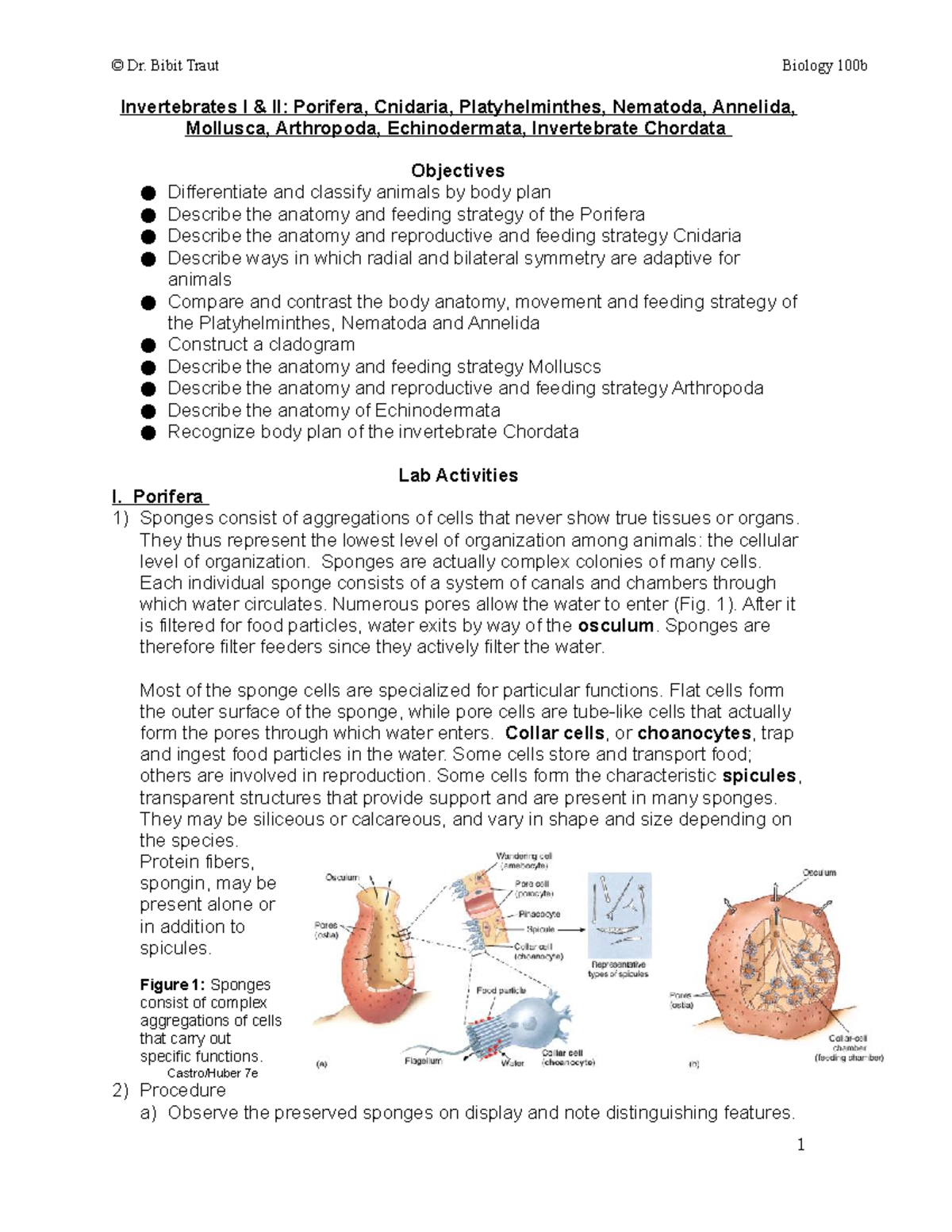 Lab 16 17 BIO100b Inverts I II - Invertebrates I & II: Porifera ...