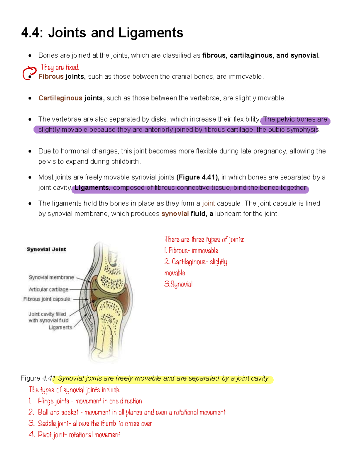 4.4 Joints and Ligaments - 4: Joints and Ligaments Bones are joined at the joints, which are ...