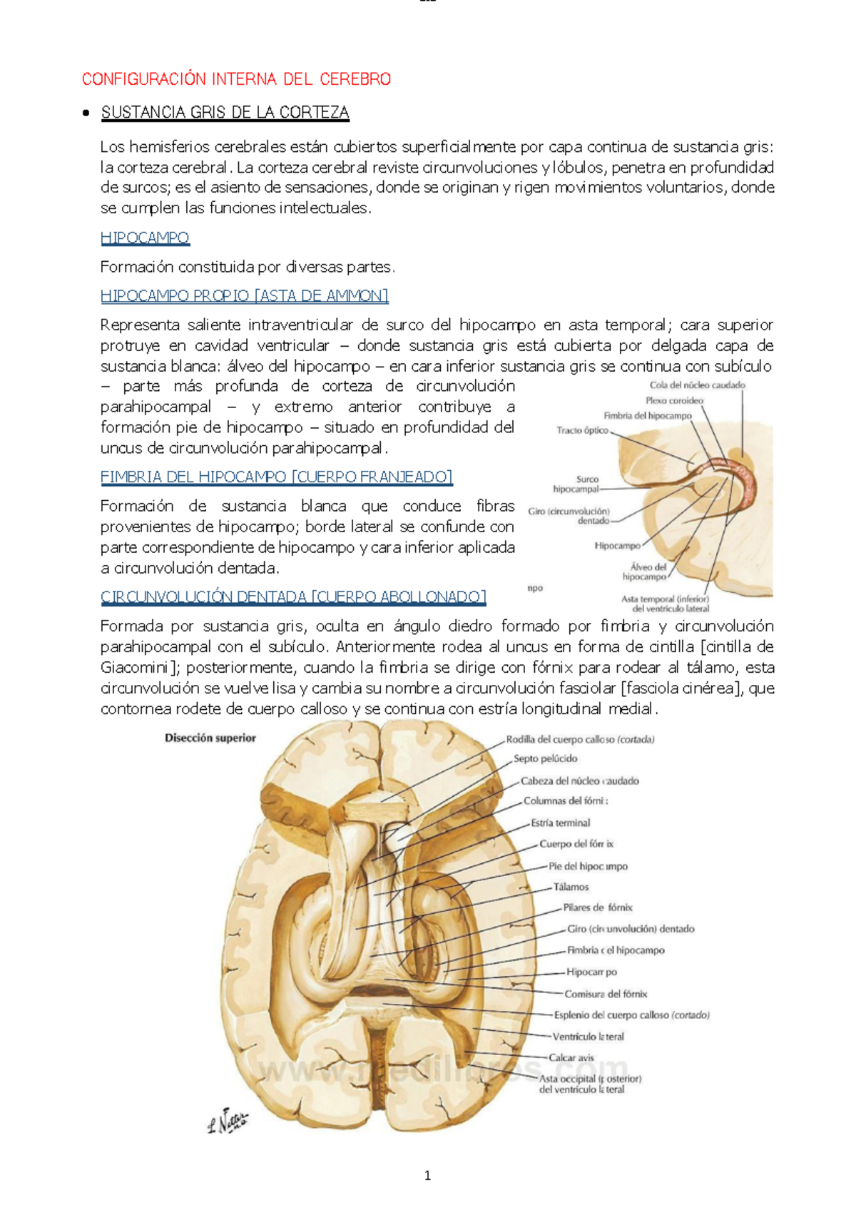 Cerebro CI - 1 CONFIGURACI”N INTERNA DEL CEREBRO SUSTANCIA GRIS DE LA ...