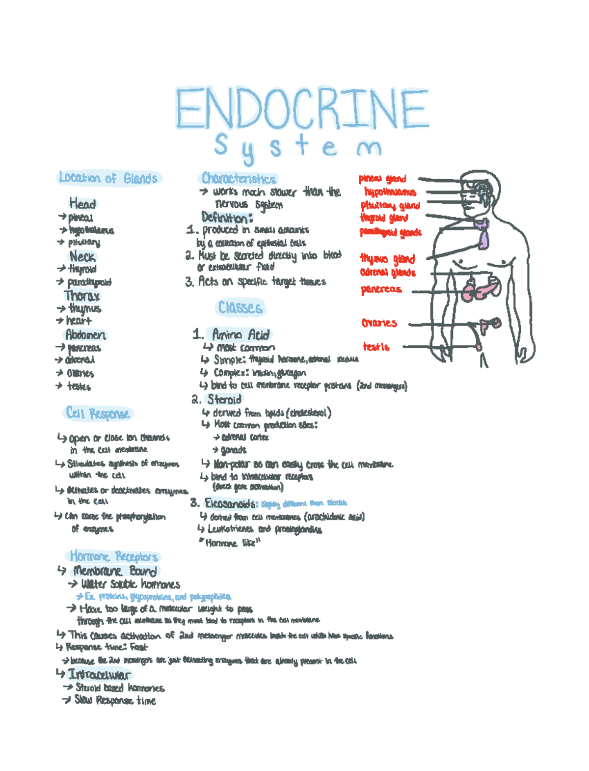 Endocrine System - Jake Dechant - ENDOCRINE system locationof Glands ...