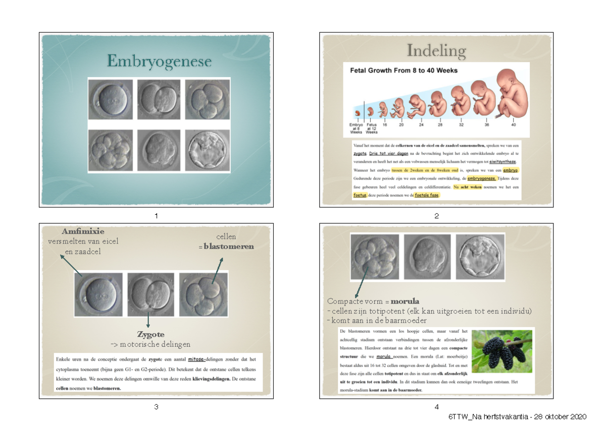 extra info biologie - Embryogenese 1 Indeling 2 Amfimixie versmelten ...