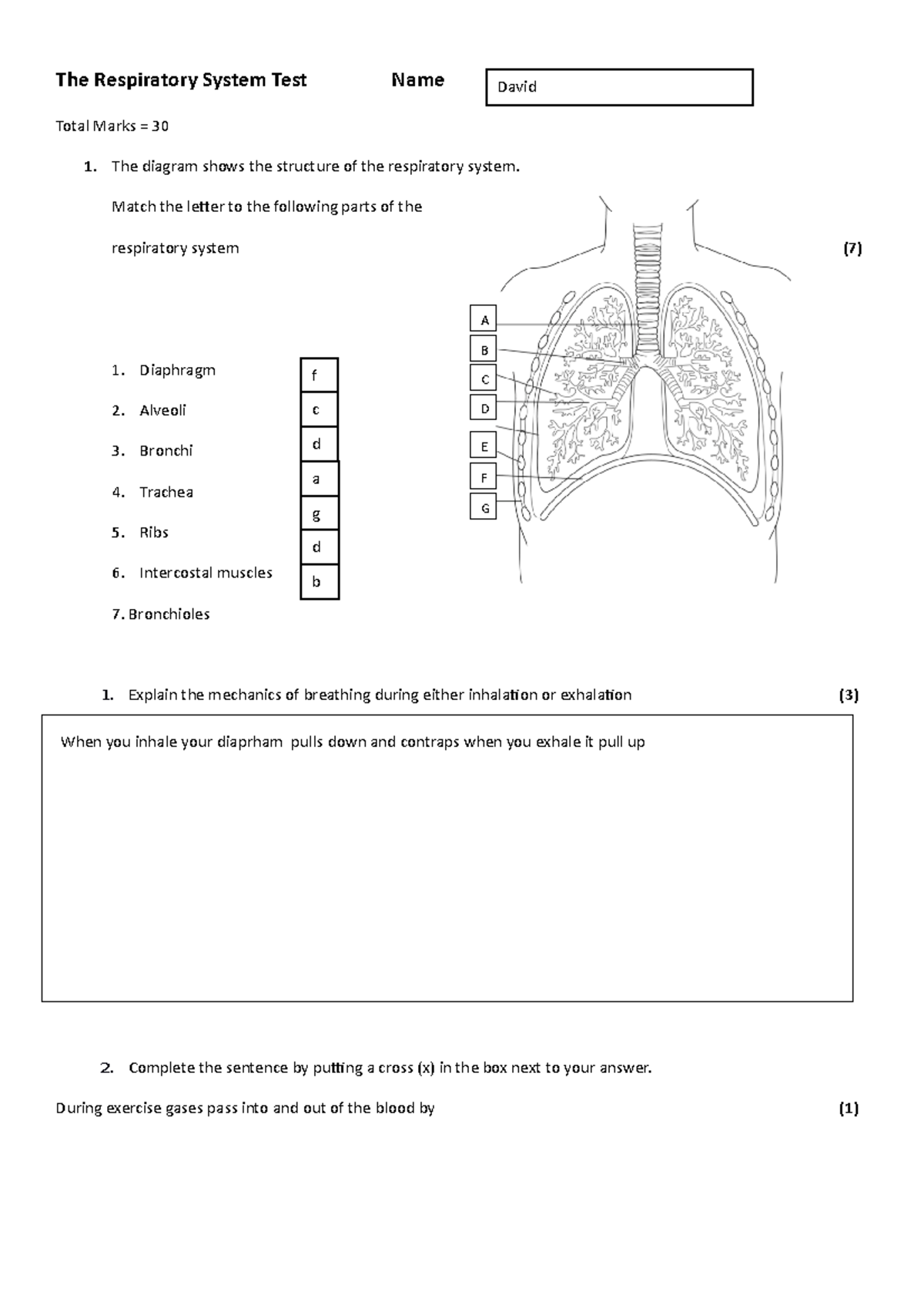 Respiratory System Test year 11 practice test - The Respiratory System ...
