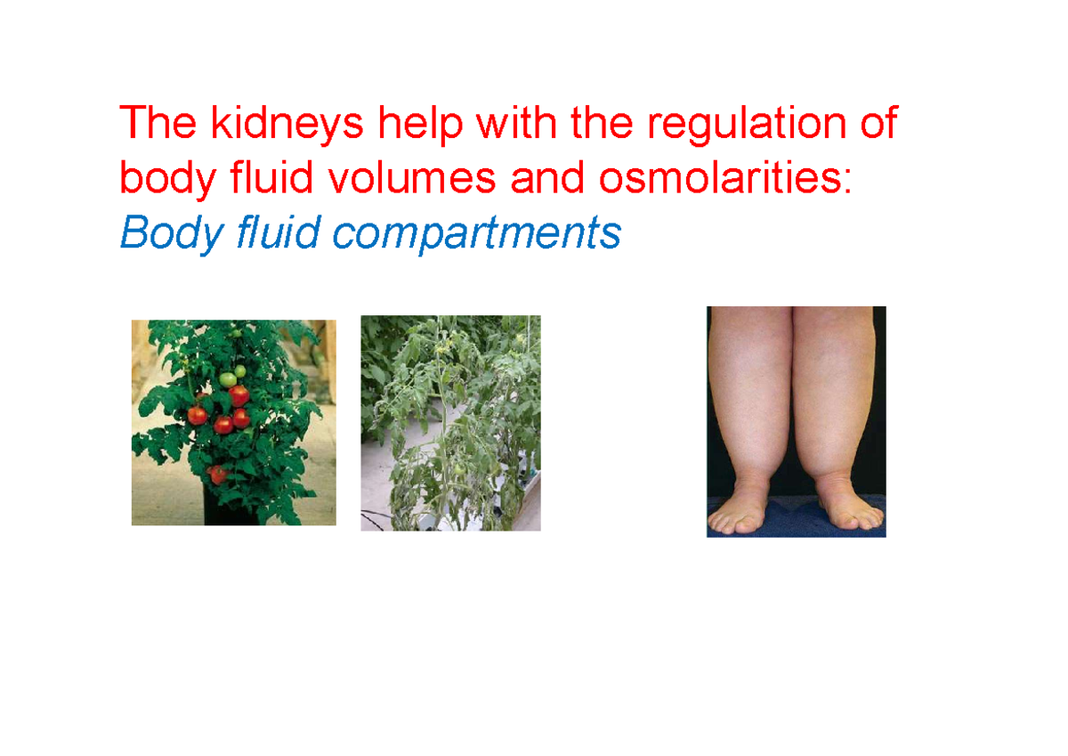 BMS2031 Body Fluids Video Slides,pdf - The kidneys help with the ...