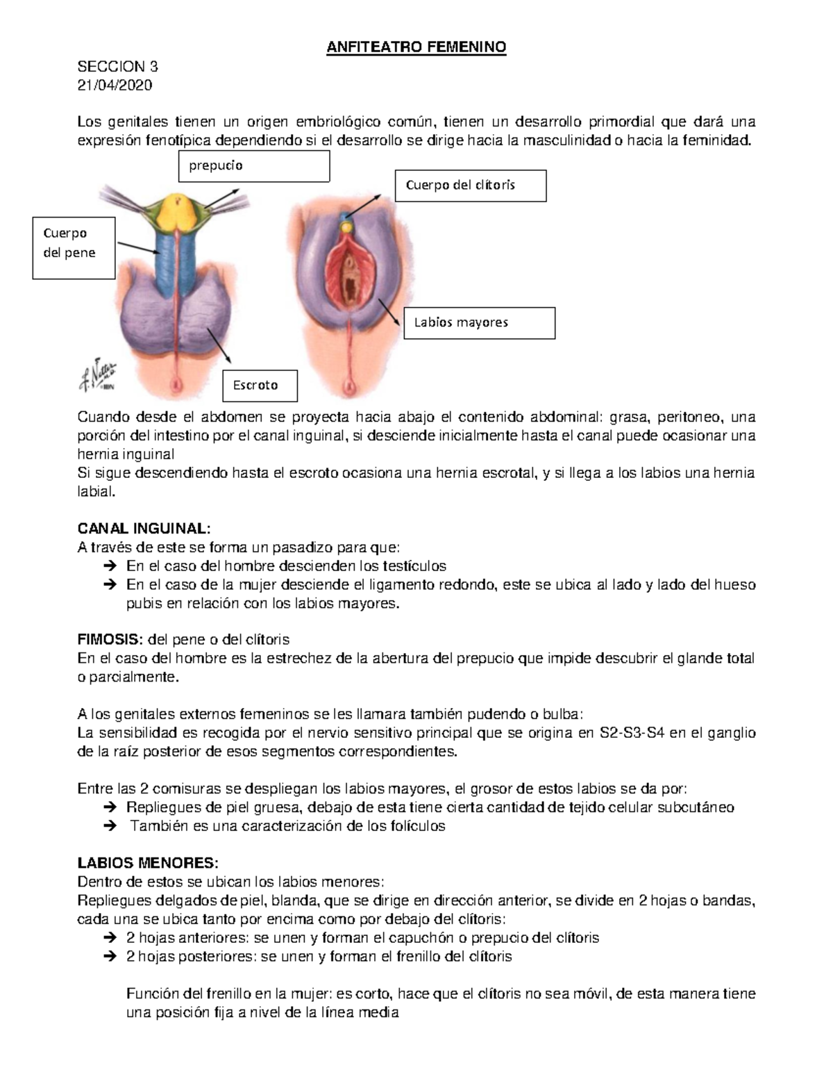 21-04-20 Anfiteatro Reproductor Femenino - ANFITEATRO FEMENINO SECCION ...