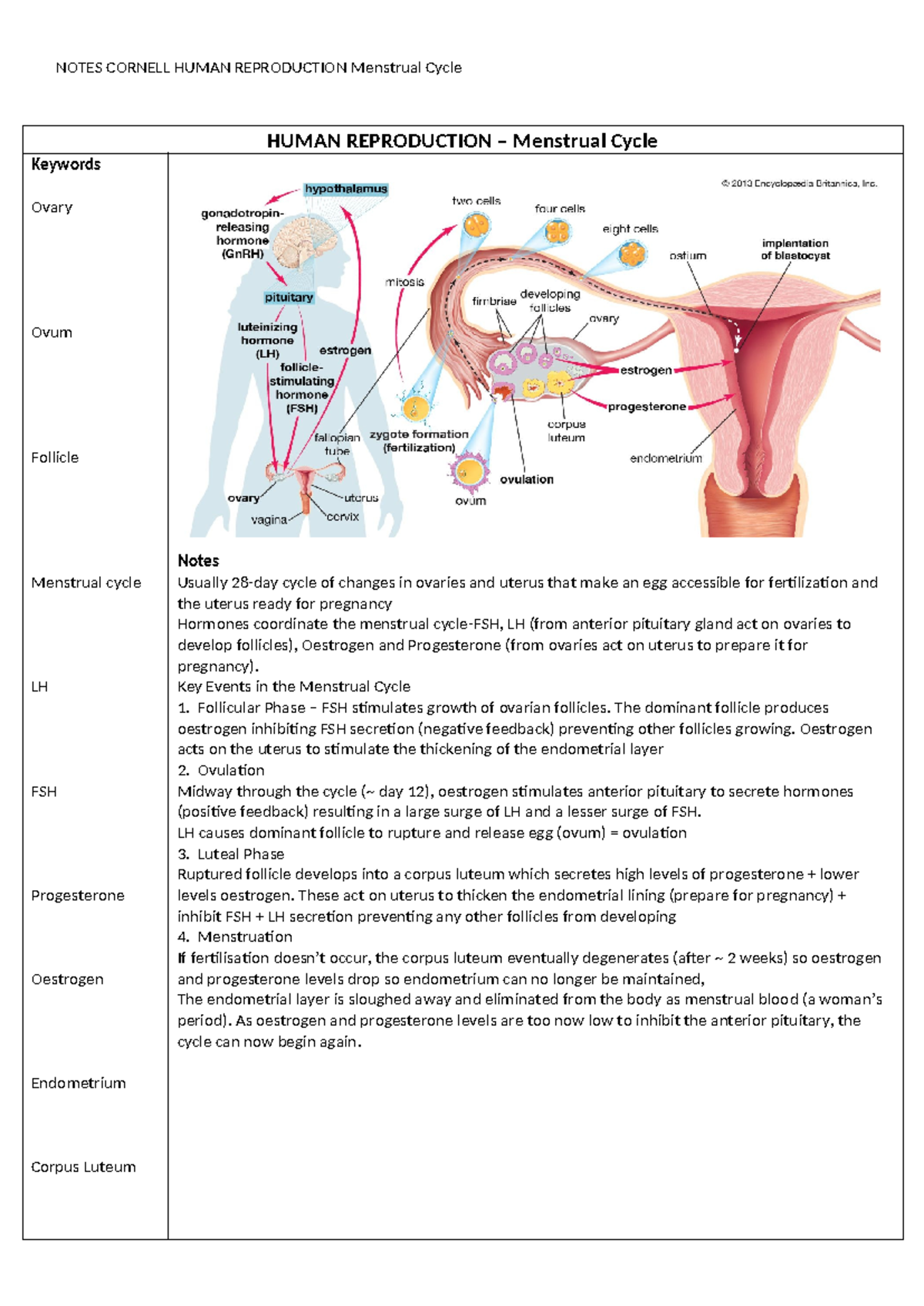 5.1.2 Notes Cornell Human Reproduction Menstrual Cycle - NOTES CORNELL ...