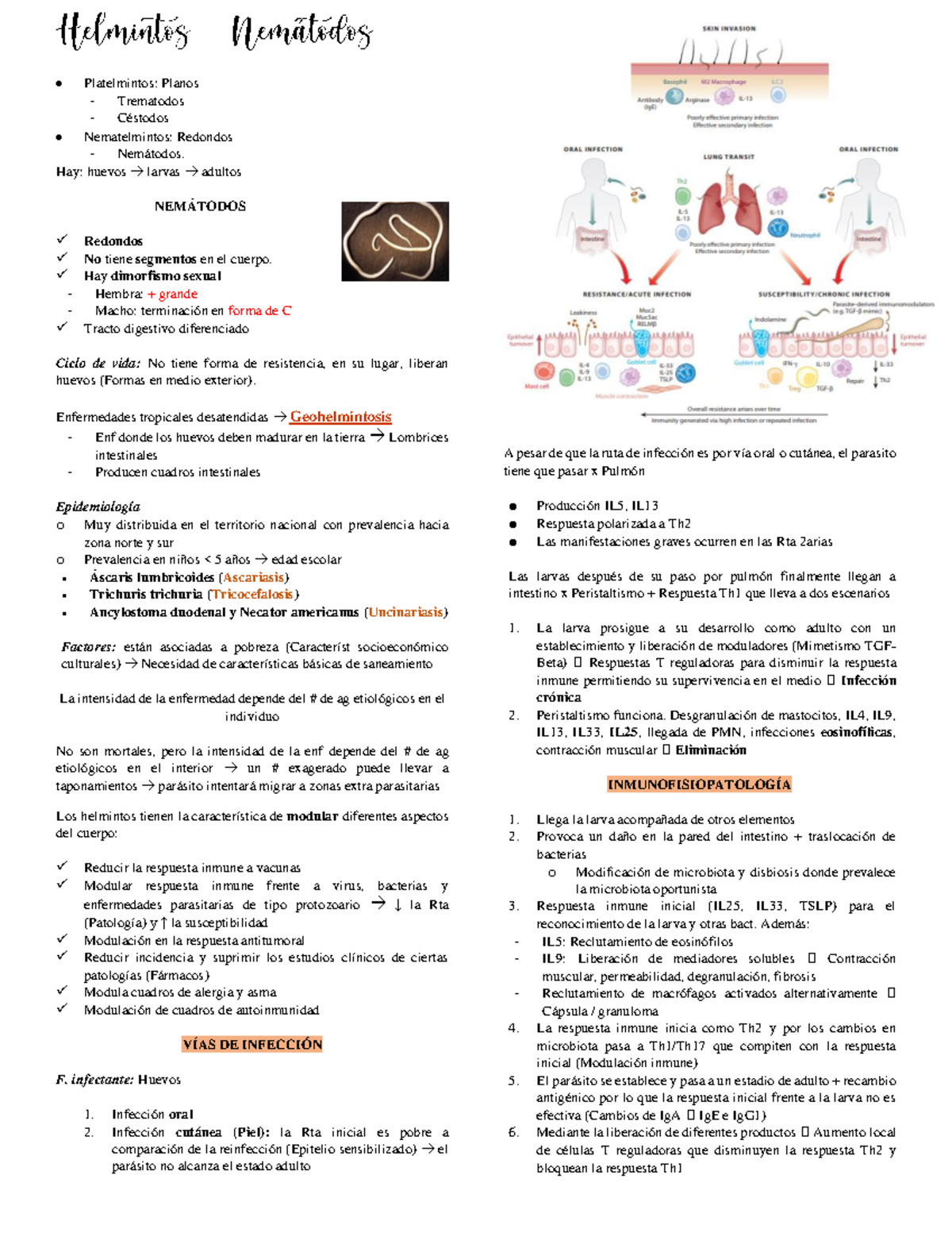 6. Helmintos - Nemátodos intestinales - Platelmintos: Planos Trematodos ...