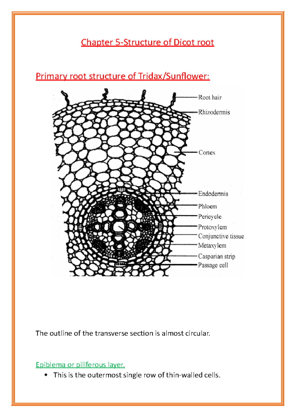 Chapter 5- Structure OF Dicot ROOT - Chapter 5-Structure of Dicot root ...