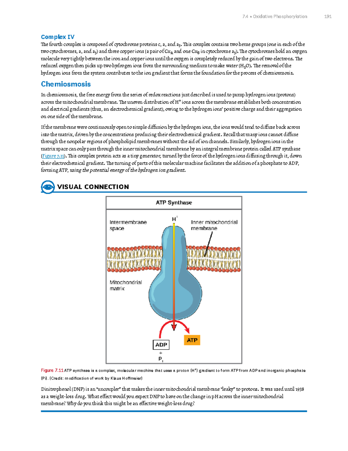 Chapter 7 Cellular Respiration Part 6 - Complex IV The fourth complex ...
