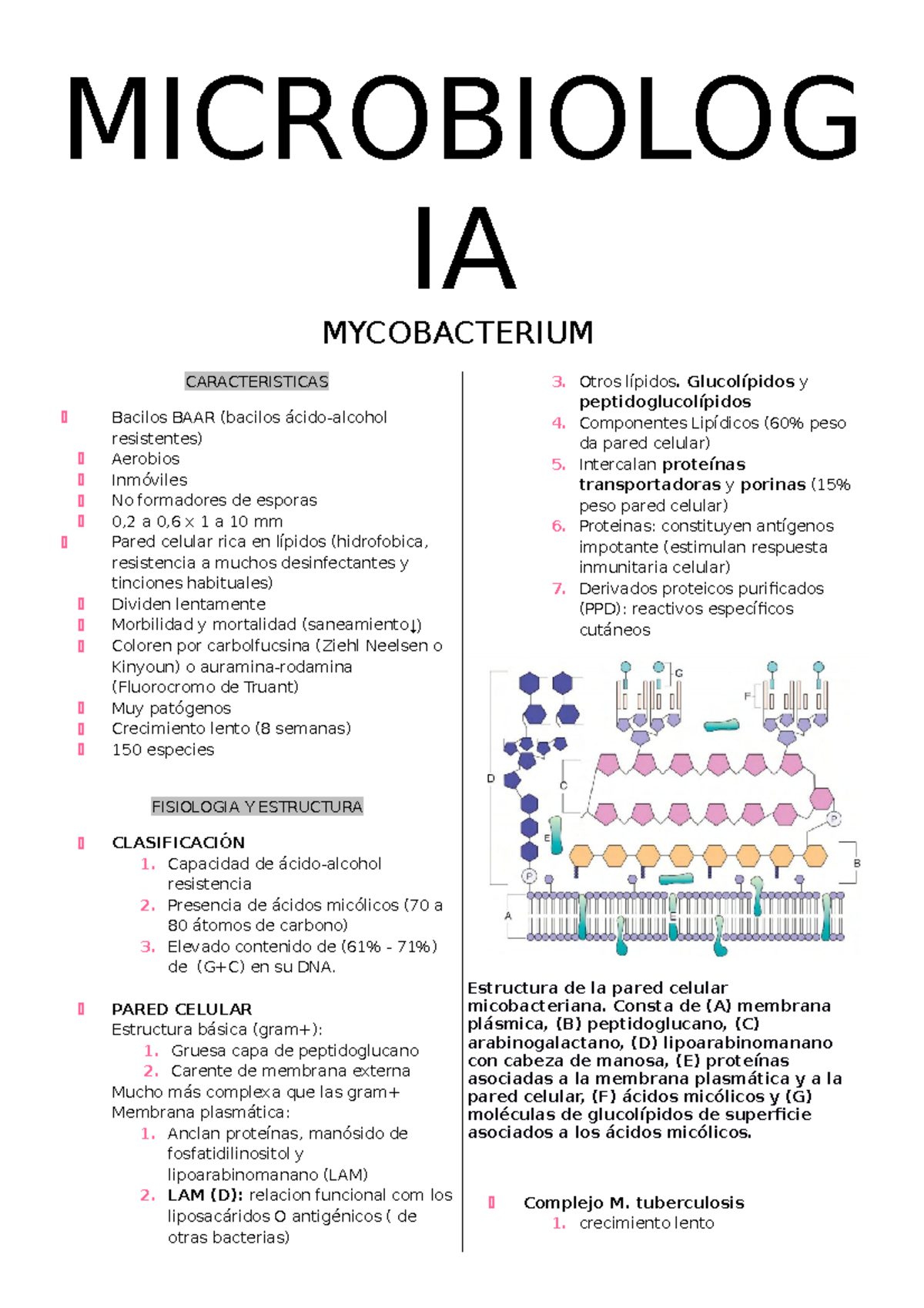Estructura Celular De Las Micobacterias